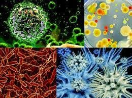 Pengertian Mikroba Dalam Ilmu Mikrobiologi - Pengertian dan Penjelasan