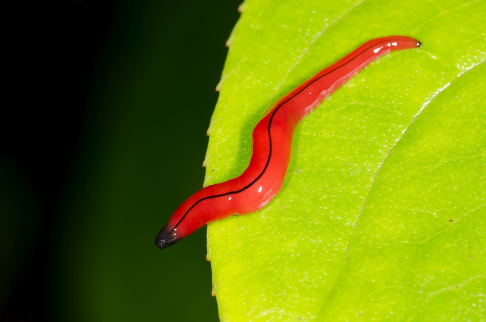 Connecticut Audubon Society: Young Researchers Explore Costa Rican ...