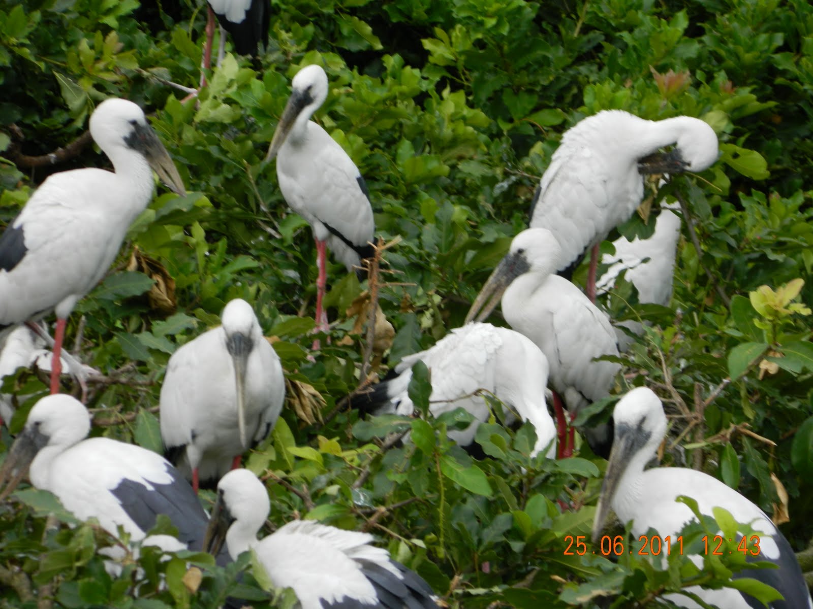 Visit Uttar Dinajpur with Anuman Kar: Kulik (Raiganj) Bird Sanctuary