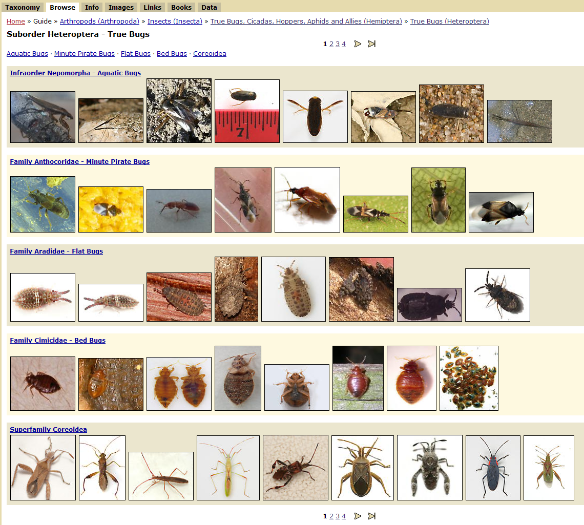 It's Not Work, It's Gardening!: How I identify bugs