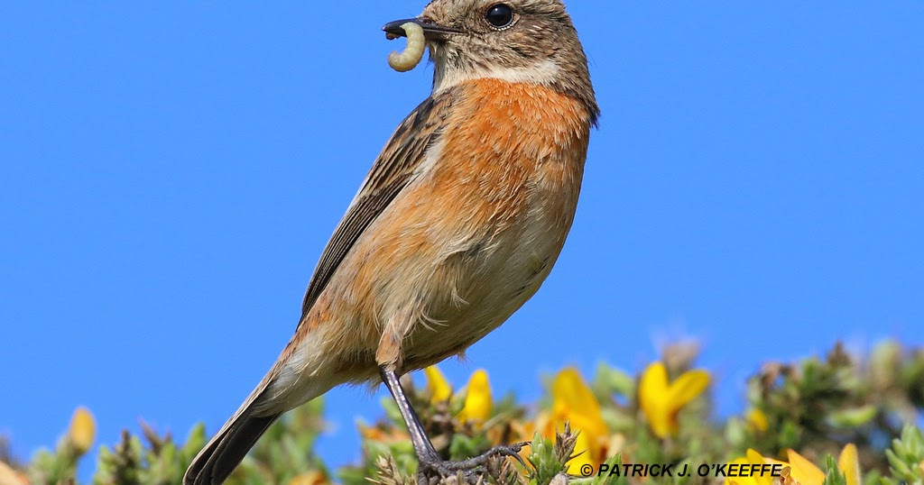 Raw Birds: EUROPEAN STONECHAT (Saxicola rubicola subspecies S. r ...