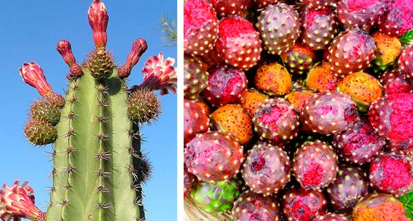 CONOCER MÉXICO POCO A POCO: - La Pitaya y el Volcán en Nayarit