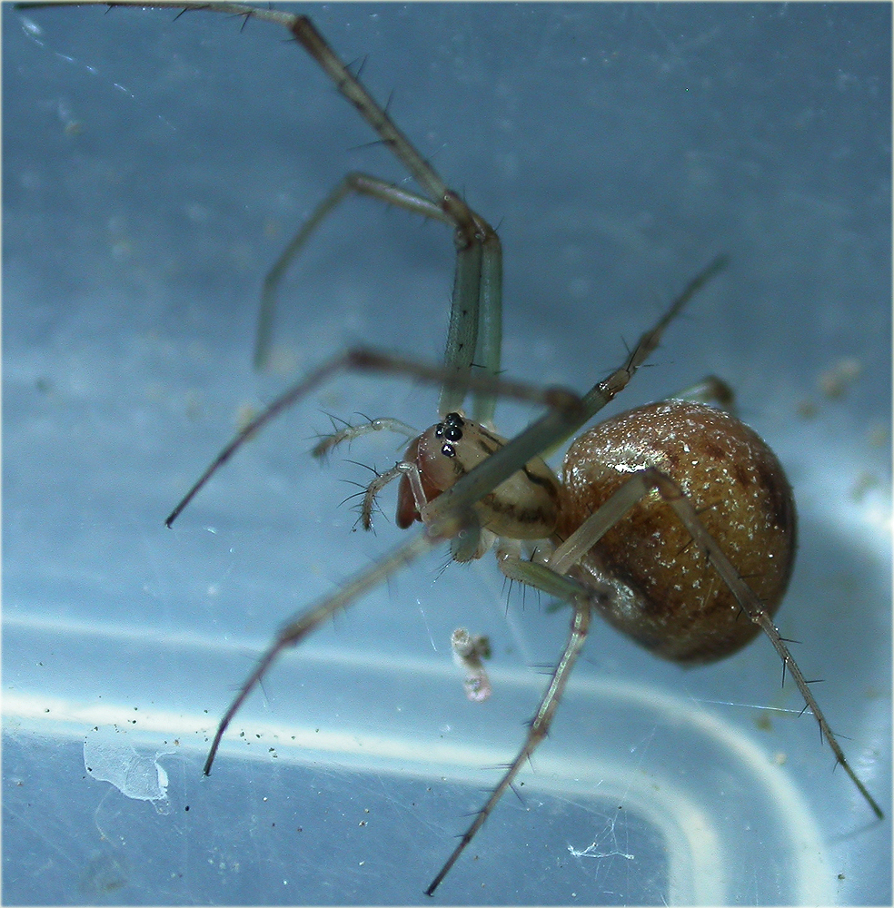 Arachnerds: Money Spiders - Linyphiidae