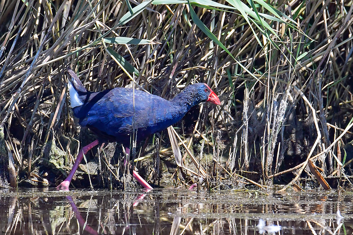 Objetivo: Naturaleza Viva: Calamón común (Porphyrio porphyrio)