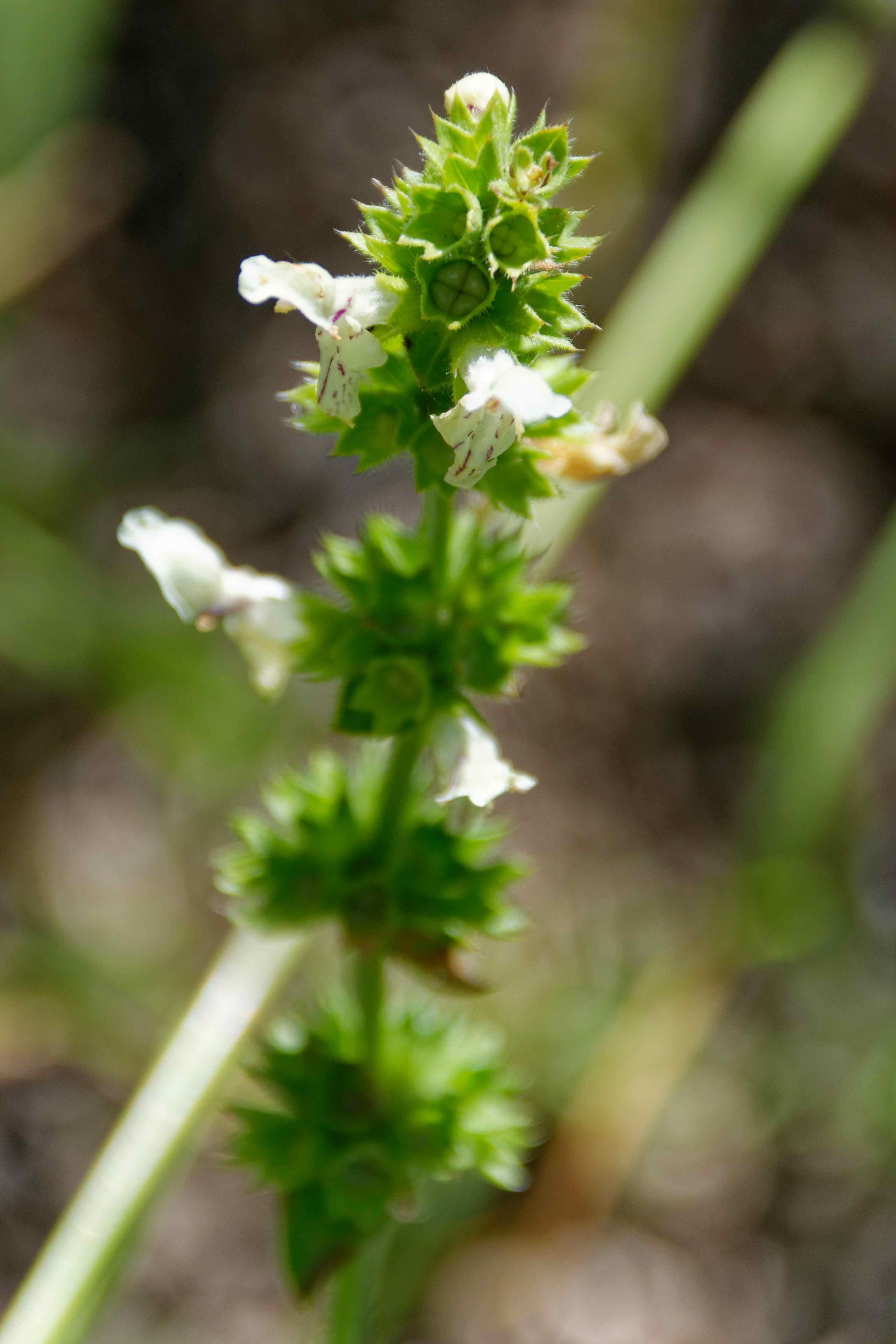 HERBIER: Stachys recta subsp. recta