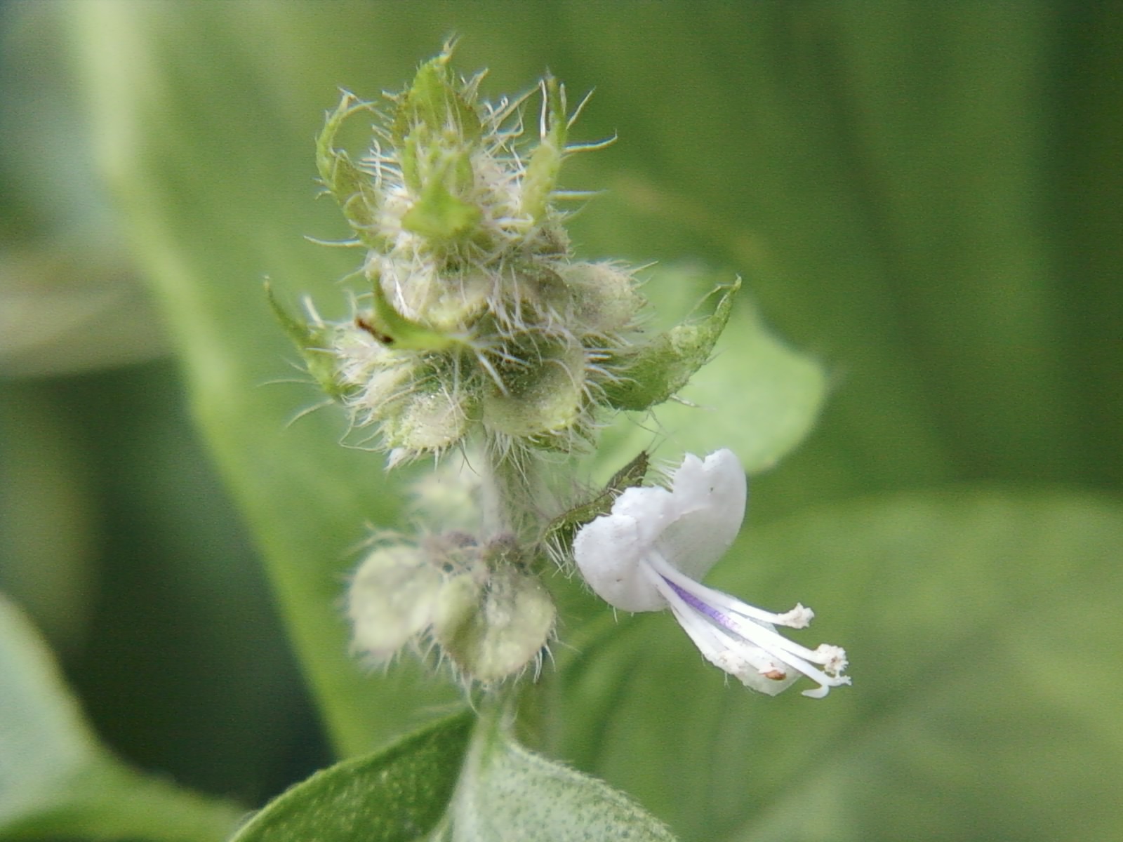 Hasil Foto Macro, Bunga 10, Kemangi | o2 fresh