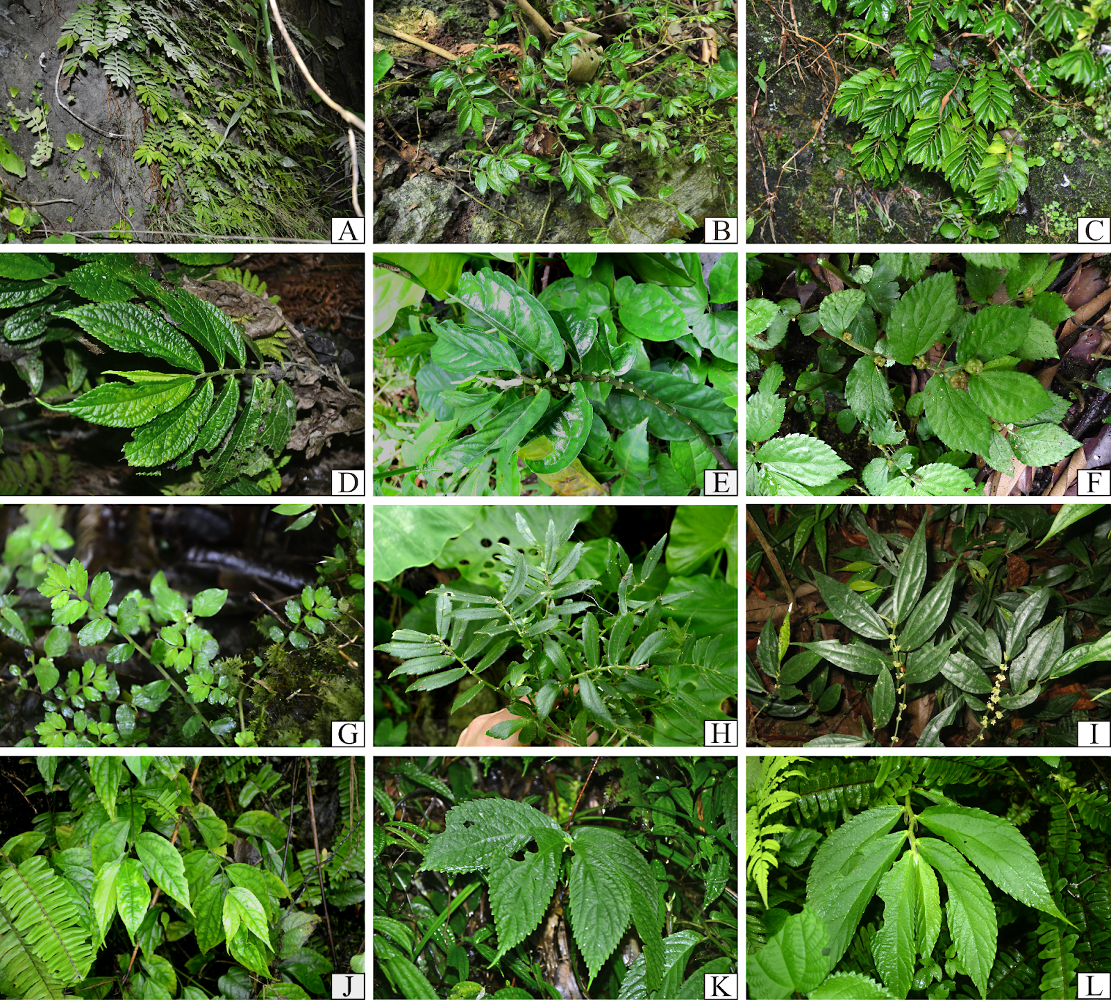 Species New to Science: [Botany • 2019] Checklist to the Elatostema ...