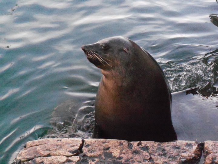 South Africa meets the Nagli!