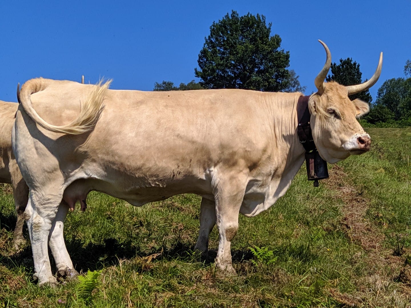 EL CUADERNO DE SILVESTRE: LECHE ¿DE VACA, CABRA U OVEJA?