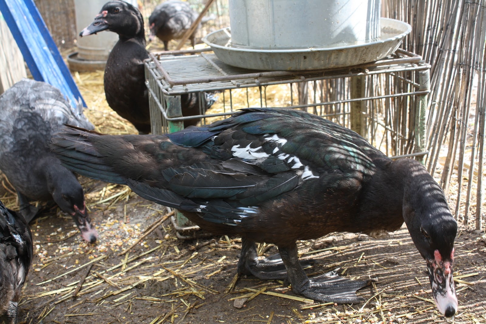The Edible Garden: The Muscovy Ducks