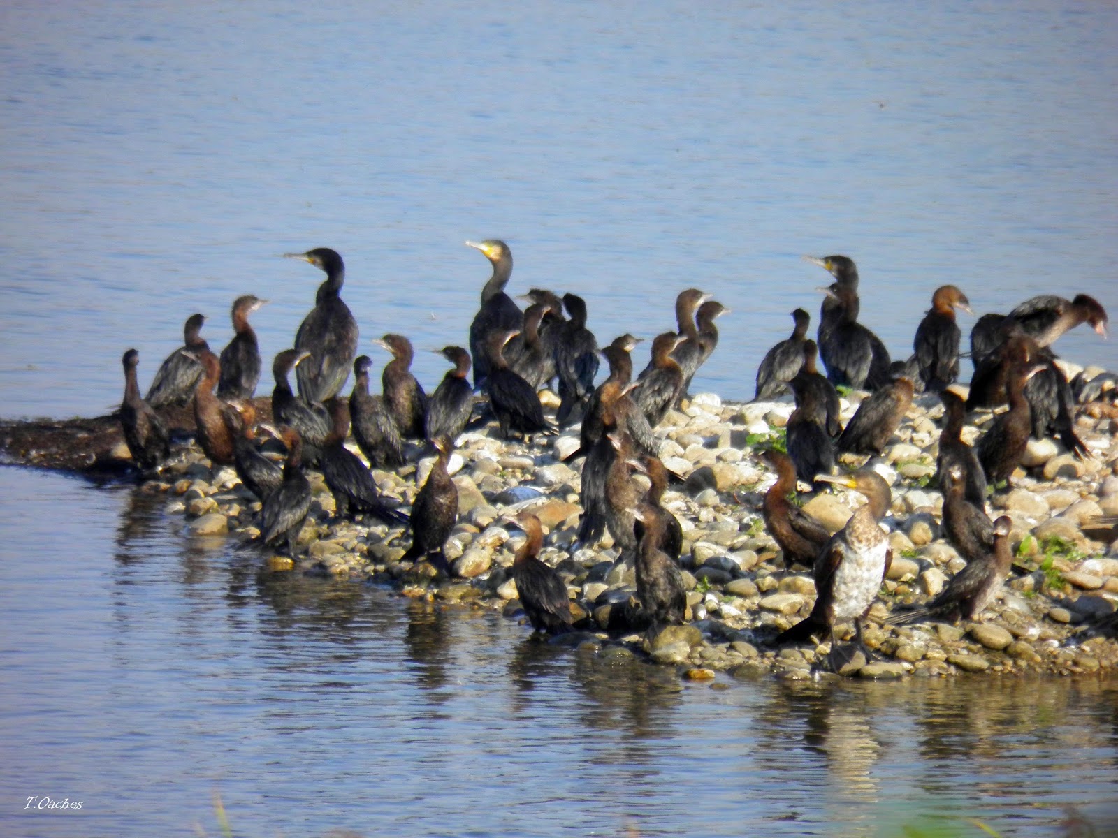 PASARI DIN ROMANIA: CORMORAN MIC, Microcarbo pygmeus
