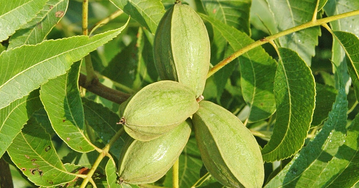Northern Pecans: Checking pecan kernel development