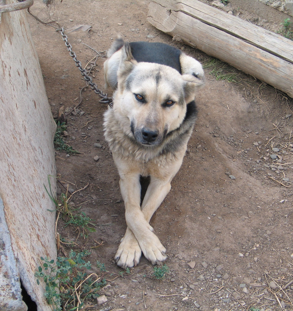 Dogs Became Man's Best Friend in Mongolia