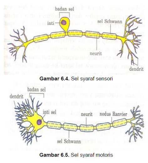 Sistem Koordinasi Syaraf | Ilmu Kesehatan
