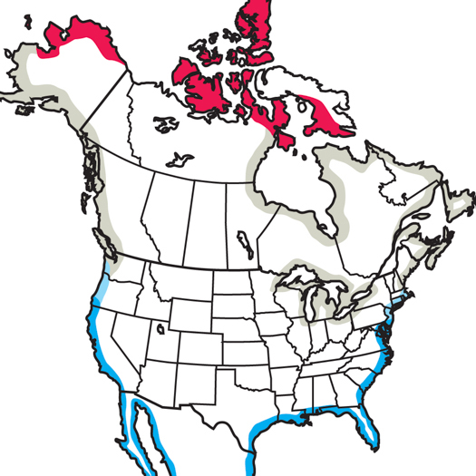 TrogTrogBlog: Bird of the week - Turnstone
