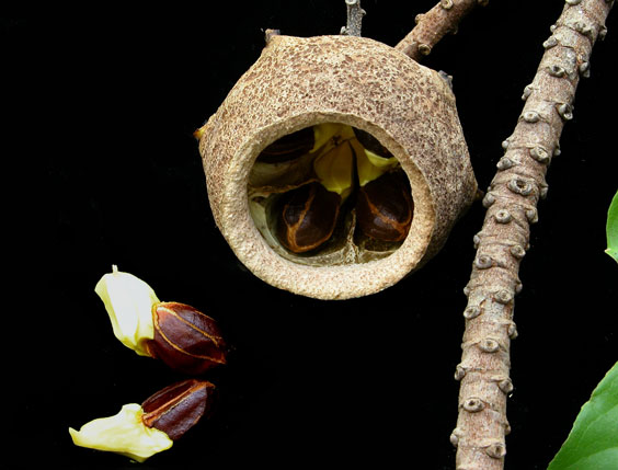 Santa Marta, sus especies vegetales : OLLA DE MONO (Lecythis Minor)