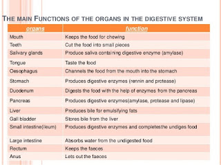 LEARN SCIENCE: THE HUMAN DIGESTIVE SYSTEM