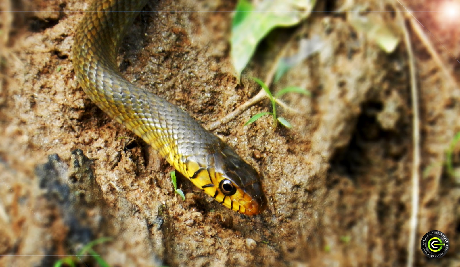 CharithMania: Sri Lankan Rat Snakes - ගැරඬ්යා