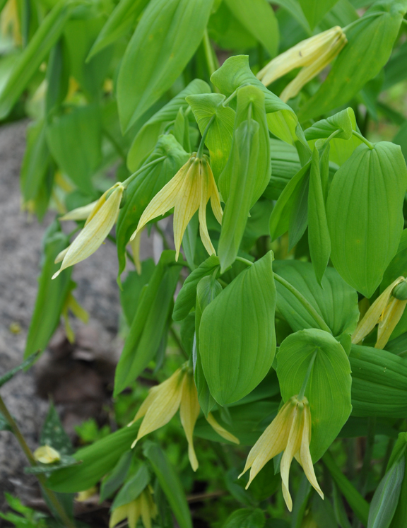 Three Dogs in a Garden: Get to Know a Native Plant: Bell Wort or Merry ...