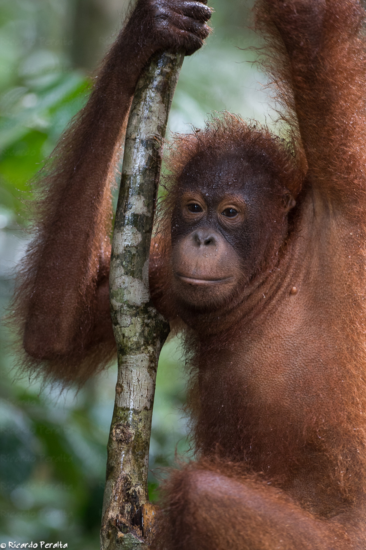 Ricardo Peralta. Fotógrafo de Naturaleza: Orangután de Borneo (Pongo ...