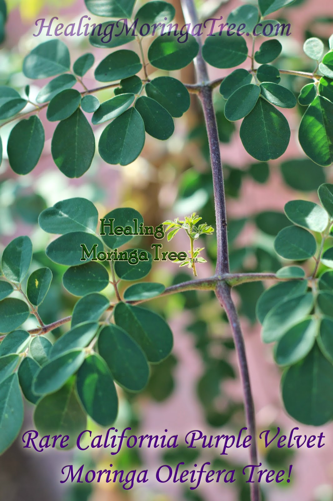 Healing Moringa Tree: Rare California Purple Velvet Moringa Oleifera Tree!