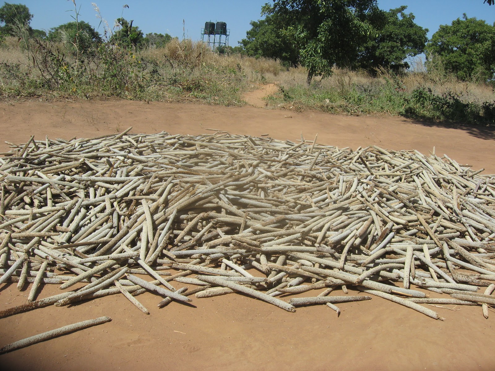 Ministère Intégral du Pasteur Samuel et Louise SANOU: Récolte du petit ...
