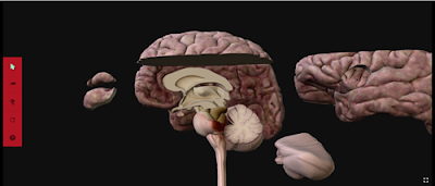 Anatomy & Physiology
