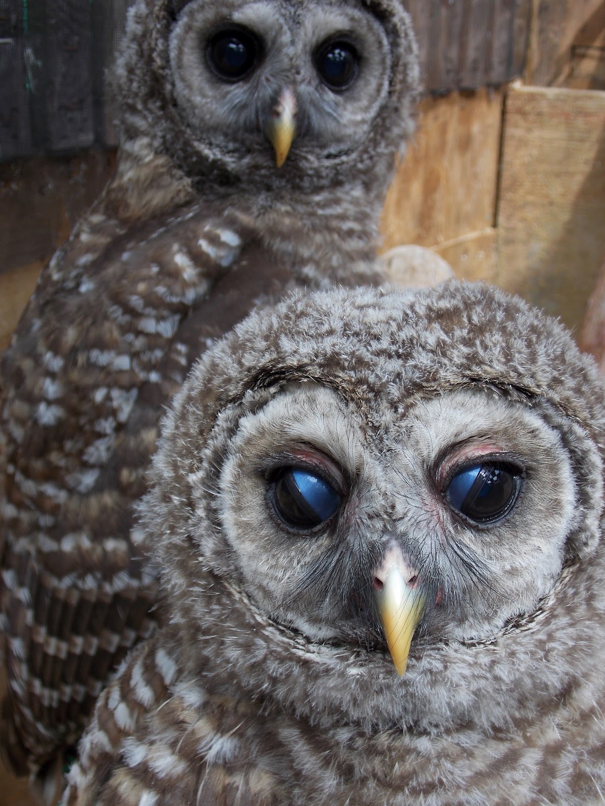 Taking Flight: Happy Foster Father's Day to REGI's Barred Owl