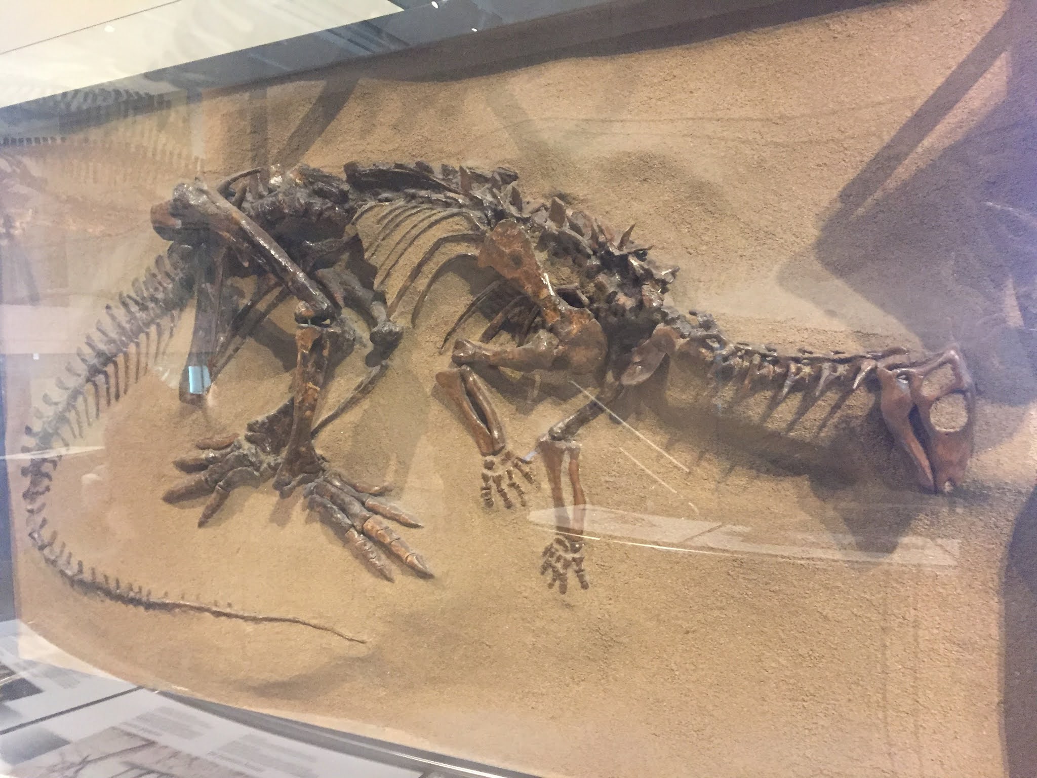 Prehistoric Beast of the Week: Thescelosaurus: Beast of the Week