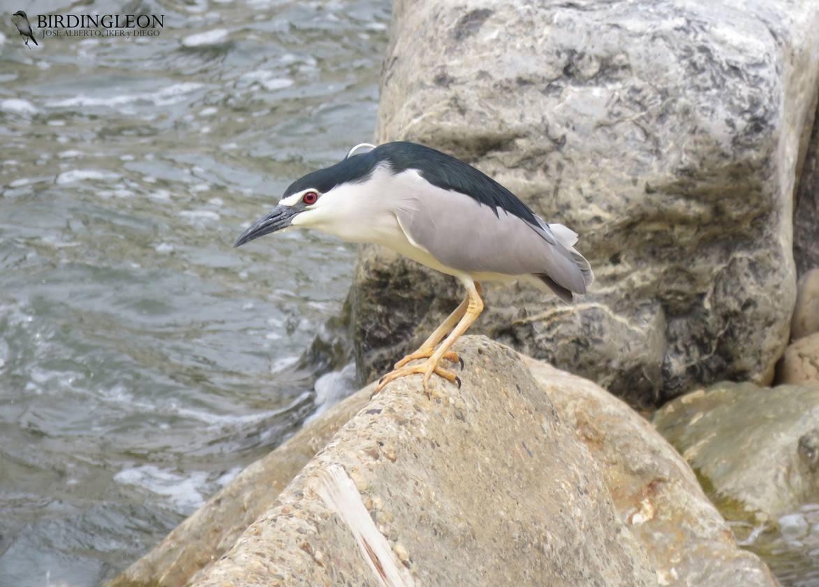 BIRDINGLEON: ¡MARTINETE COMÚN, el Cuervo de la noche!