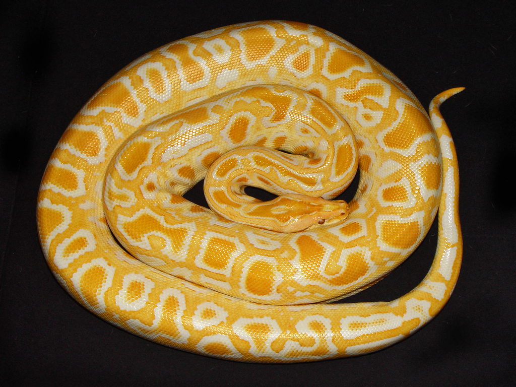 Alam Mengembang Jadi Guru: Ular-Ular Cantik di Dunia