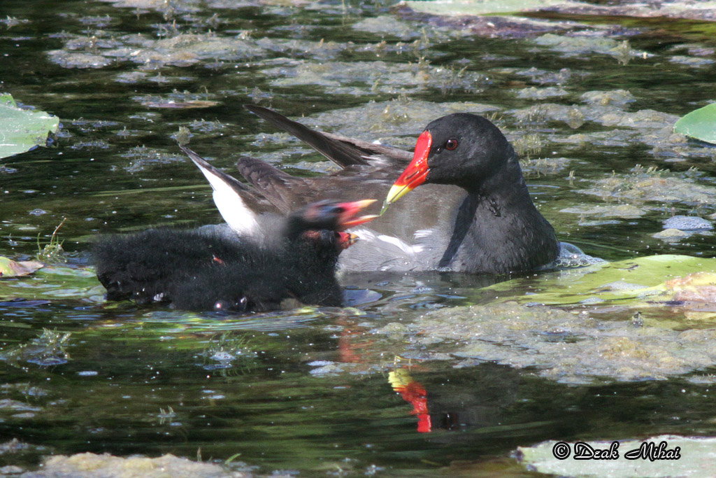 Pasari: Găinușă de baltă (Gallinula chloropus) -Pasăre sălbatică ...