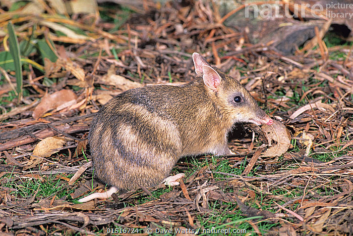 Mamíferos y marsupiales mammals of the earth: Bandicut barrado del este ...