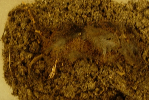 Bacterias Actuaciencia: octubre 2016