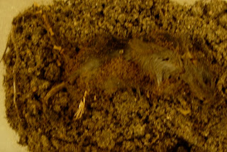 Bacterias Actuaciencia: octubre 2016