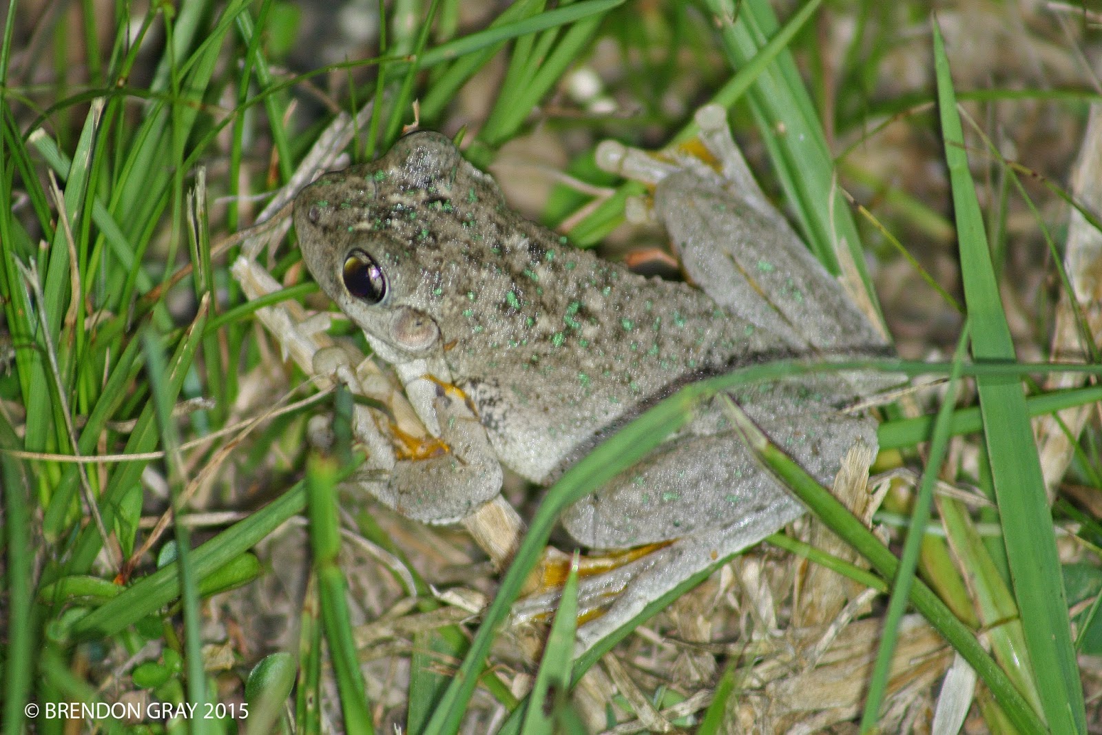 Native Frogs are loving the November Rain