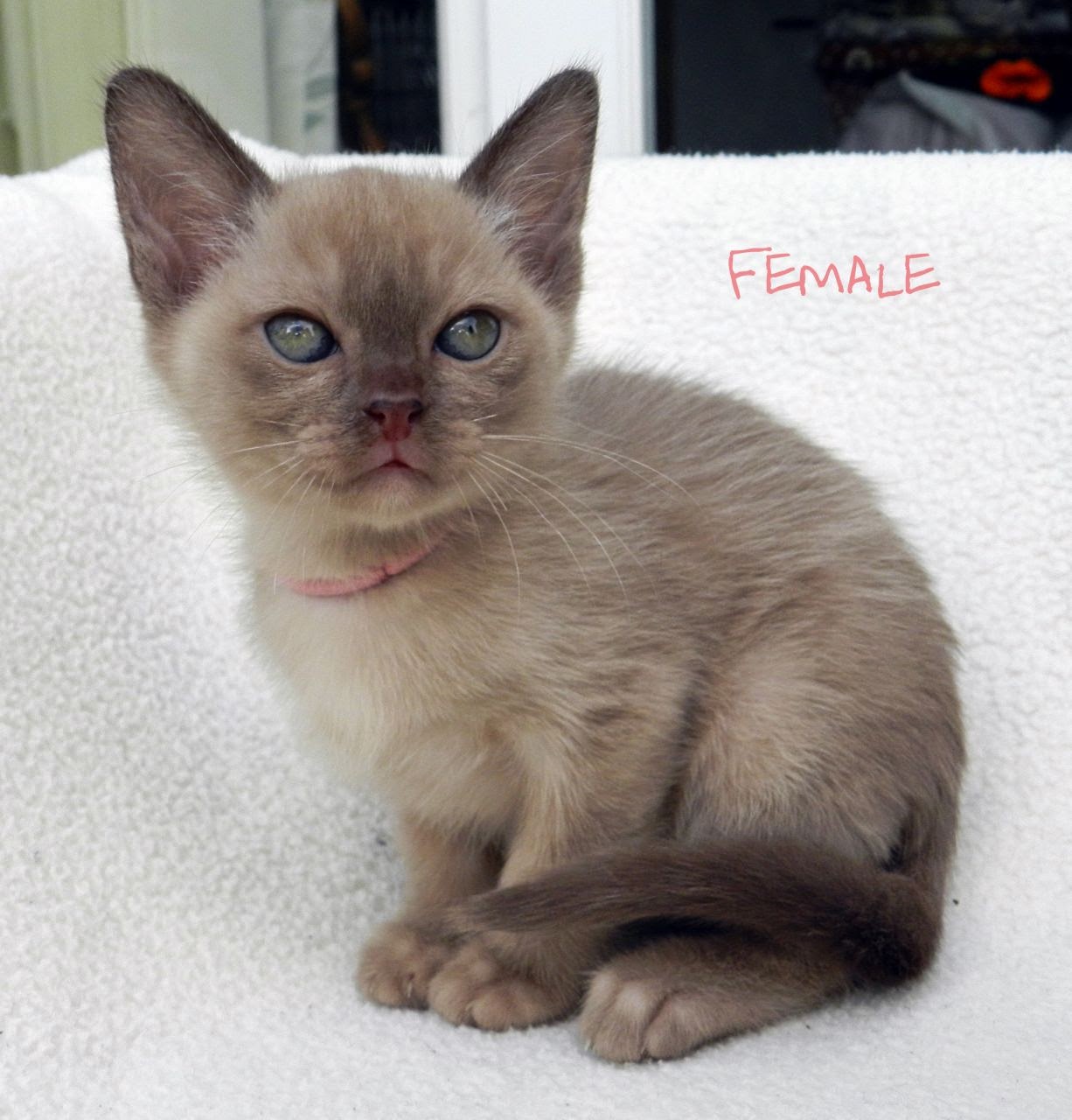 Kuwait Cats and Kittens For Sale Email Us at (fatialima01@gmail.com ...