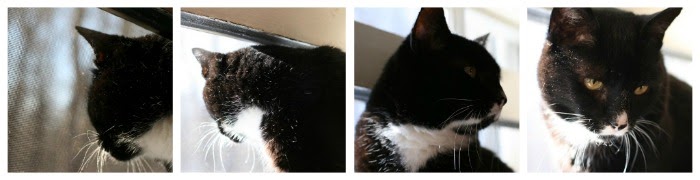 52 Photos Project: photo assignment: one subject at different angles