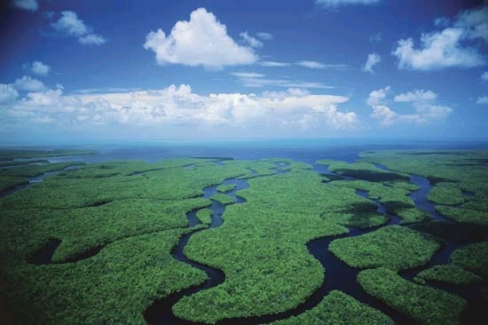 The Florida Everglades