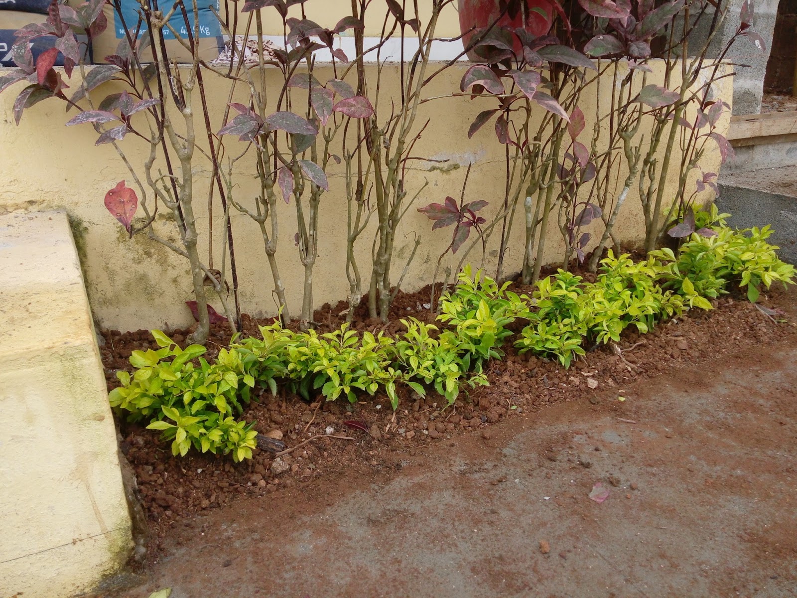 DURANTA LIMÓN / REPENS. ¡AQUÍ TE REVELO TODO ACERCA DE ESTA HERMOSA PLANTA!
