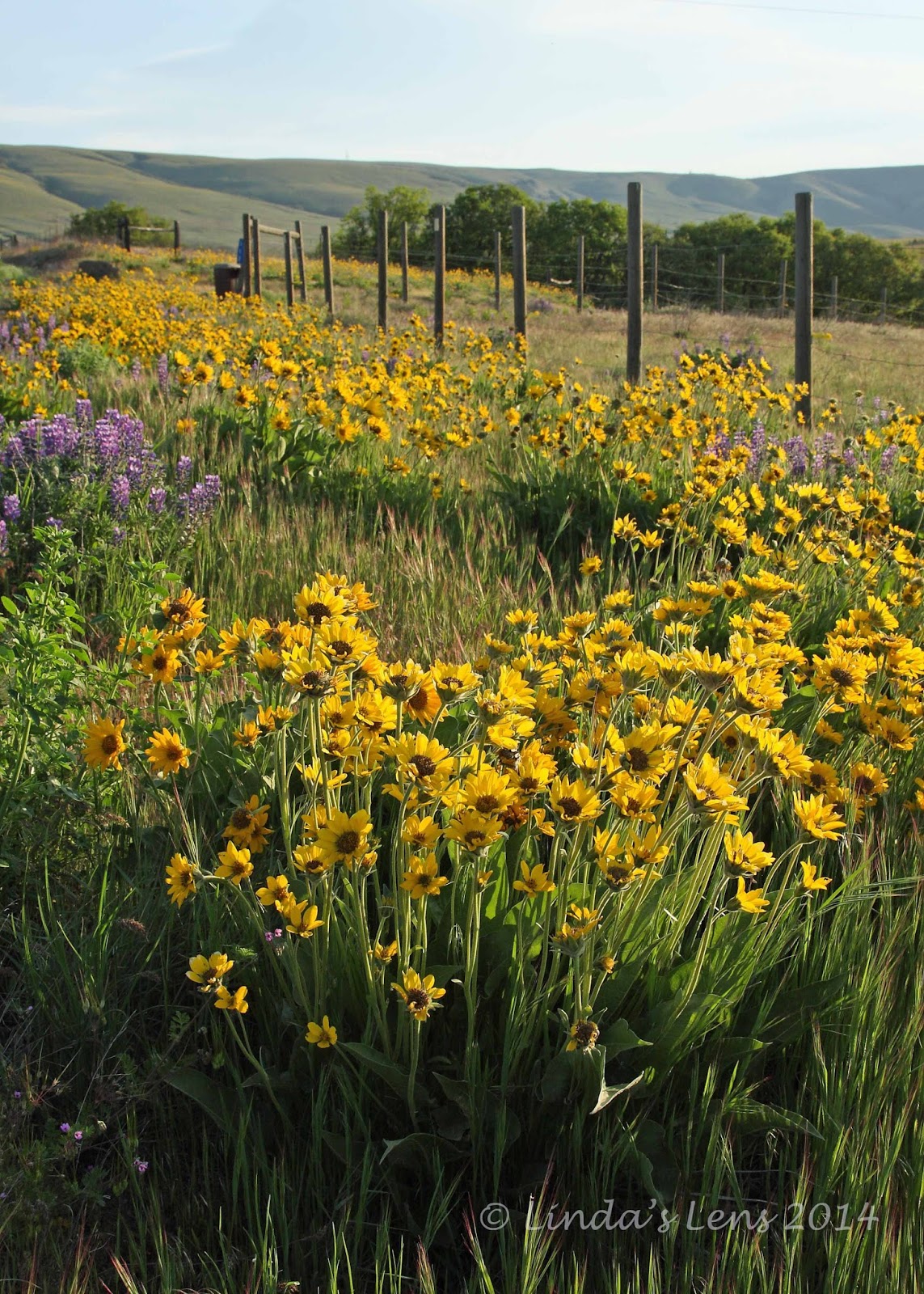 Linda's Lens: The Dalles Mountain Ranch
