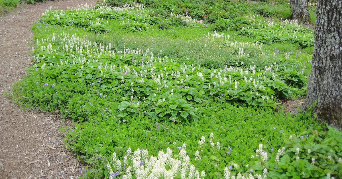 Using Georgia Native Plants: Made in the Shade