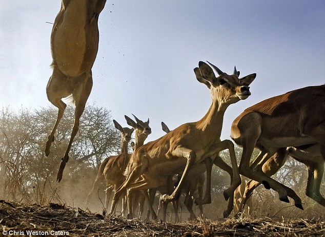 In the heart of a stampede: Amazing images capture herds of animals as ...