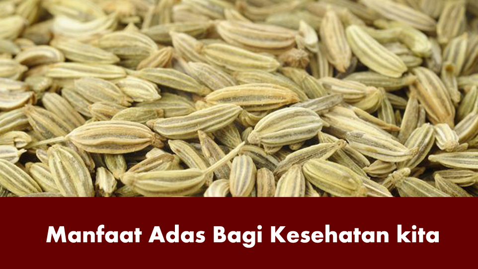 Manfaat Adas Bagi Kesehatan kita
