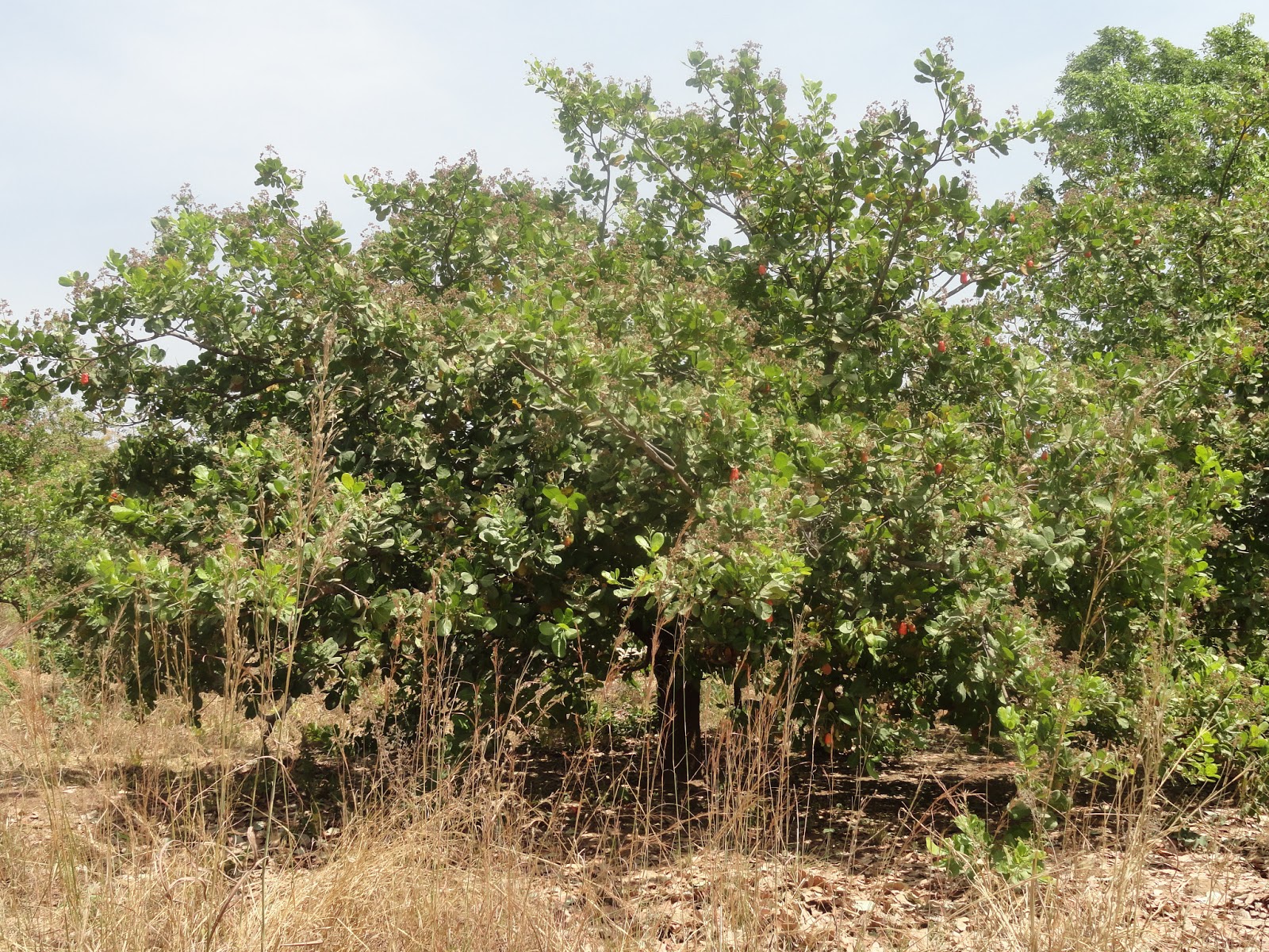 Two Years as a Yovo: Flora and Fauna of Benin: The Cashew Tree