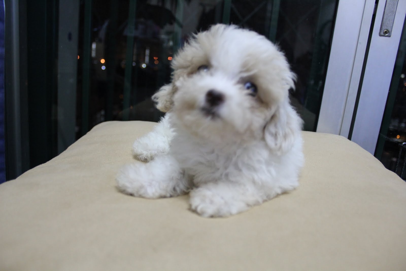 Loving Pets Garden: MAY PROMOTION !!!PARTY COLOR TINY TOY POODLE FOR ...