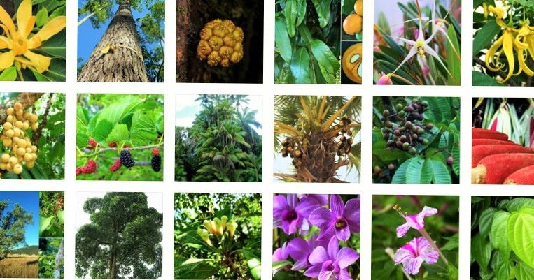 39+ Paling Top Gambar Flora Peralihan Beserta Namanya