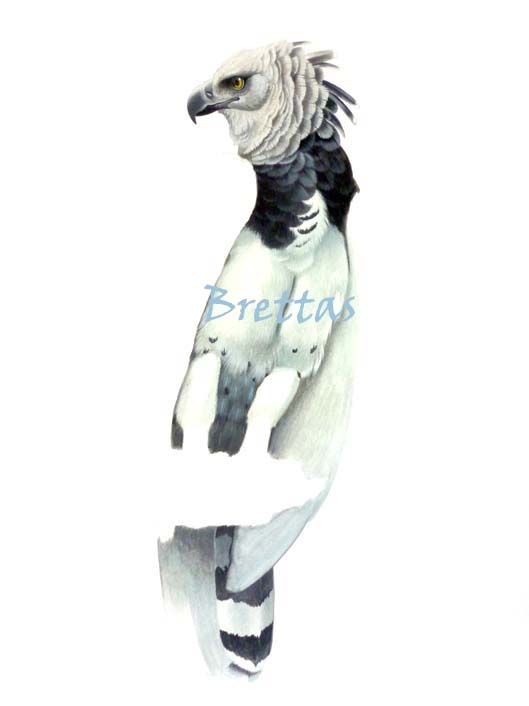 Eduardo Brettas - Bird Illustrator: Gavião-real, Harpy Eagle (Harpia ...