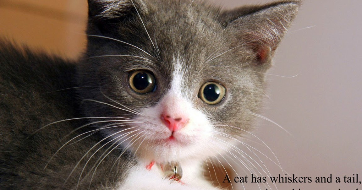 Teaching Intraverbals: How & When? - I Love ABA!