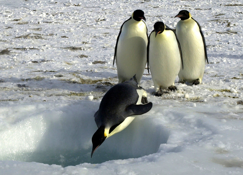 3ºCURSO DE EDUCACIÓN PRIMARIA : ANIMALES DEL ÁRTICO Y DE LA ANTÁRTIDA